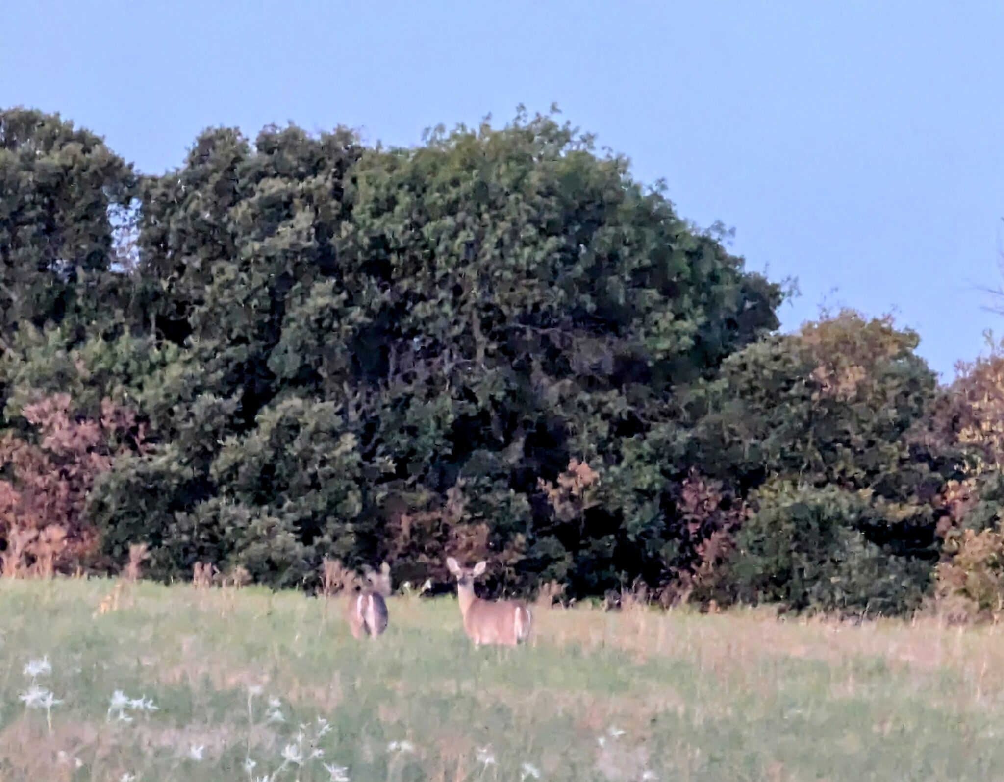 Deer At Hokkaido Ranch - Hokkaido Ranch