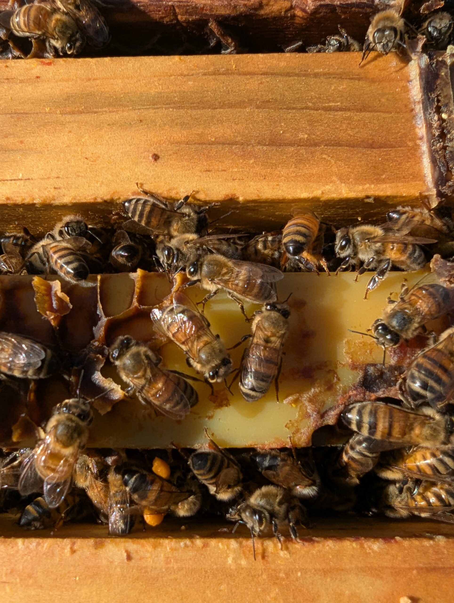 Bee Pollen Patties - Hokkaido Ranch